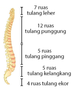 Sistem Gerak pada Manusia (Rangka, Sendi, dan Otot) – idschool.net