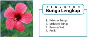 11 Bagian-Bagian Bunga dan Fungsinya | idschool.net
