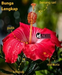Perbedaan Bunga Lengkap dan Bunga Sempurna (+Contohnya) – idschool.net