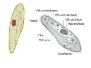 Klasifikasi Protista – idschool.net