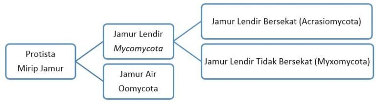 Klasifikasi Protista – idschool.net