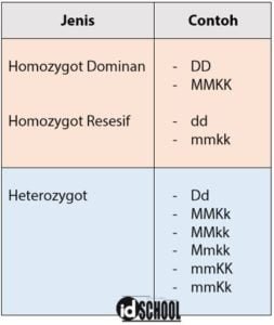 Perbedaan Homozigot dan Heterozigot – idschool.net
