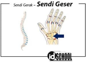 Macam-Macam Sendi Berdasarkan Sifat Gerakan – idschool.net