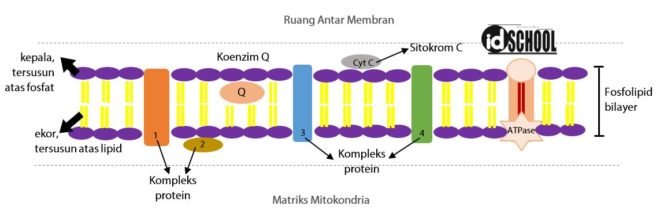 Proses dan Hasil Akhir Transpor Elektron – idschool.net