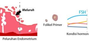 4 Tahapan Siklus Menstruasi – idschool.net