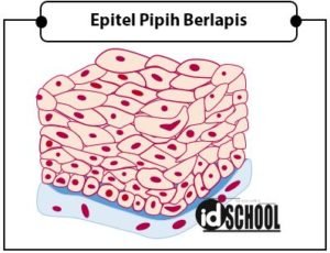8 Jenis Jaringan Epitel pada Manusia/Hewan – idschool.net