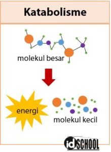 Apa Itu Metabolisme? – idschool.net