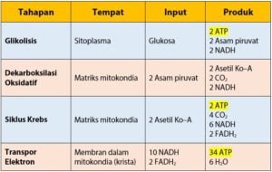 4 Tahapan Respirasi Aerob – idschool.net