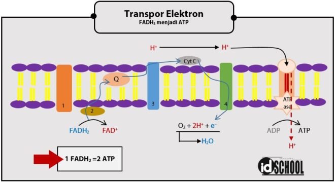 Proses dan Hasil Akhir Transpor Elektron – idschool.net