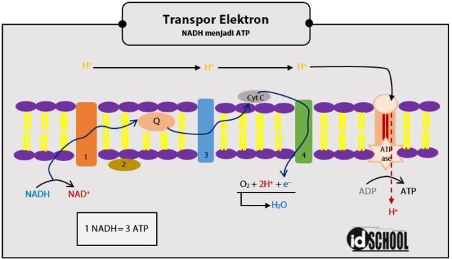 Proses dan Hasil Akhir Transpor Elektron – idschool.net