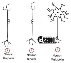 Sel Saraf: Struktur, Bentuk, dan Jenis – idschool.net
