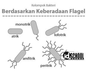5 Cara Pengelompokan Bakteri – idschool.net