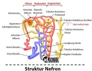 Struktur Ginjal dan Nefron Ginjal | idschool