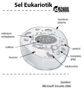 Perbedaan Sel Prokariotik dan Eukariotik – idschool.net