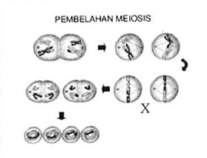 Pembelahan Sel Mitosis dan Meiosis – idschool.net