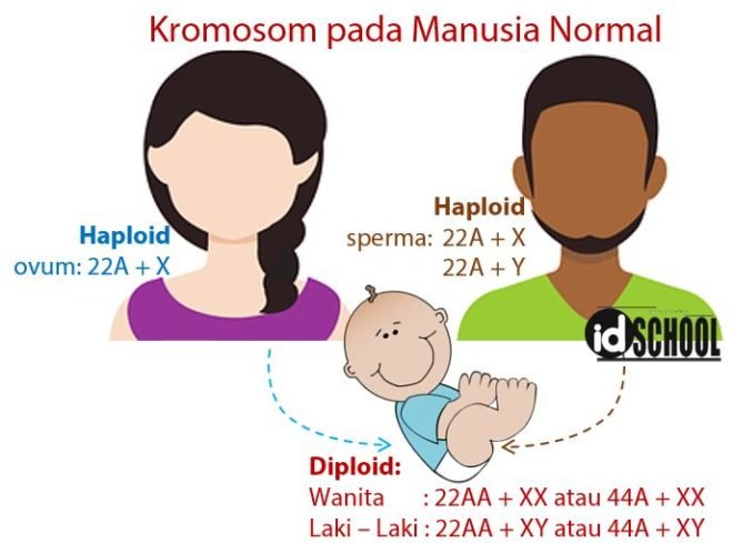 Jumlah Kromosom Manusia Normal dan Dengan Kelainan – idschool.net