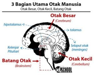 3 Bagian Otak Manusia Beserta Fungsinya – idschool.net