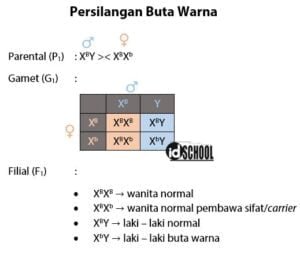 Cara Menghitung Rasio Persilangan Sifat Buta Warna – idschool.net