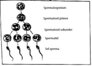 Tahapan Spermatogenesis Secara Berurutan dan Penjelasannya – idschool.net