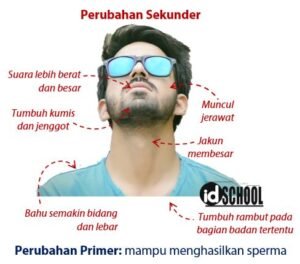 Perubahan Primer dan Sekunder pada Laki-Laki & Perempuan
