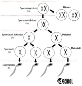 Tahapan Spermatogenesis Secara Berurutan dan Penjelasannya – idschool.net