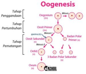 3 Tahapan Oogenesis pada Pembentukan Sel Telur Wanita – idschool.net
