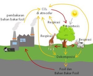 Daur Karbon dan Oksigen – idschool.net