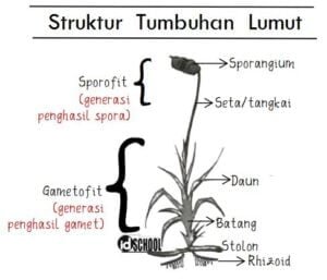 Gambar Struktur Tumbuhan Lumut dan Ciri-Cirinya – idschool.net
