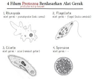 4 Jenis Pengelompokan Protozoa Berdasarkan Alat Geraknya – idschool.net