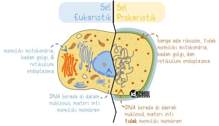 Struktur Organel Sel Eukariotik dan Fungsinya – idschool.net