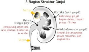 Gambar Struktur Ginjal dan Keterangannya (+Fungsi) – idschool.net