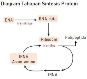 5 Proses pada Tahapan Sintesis Protein (Transkripsi dan Translasi ...