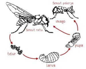 Hewan yang Mengalami Metamorfosis Sempurna dan Tidak Sempurna ...